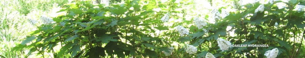 GALLERY OF NATIVE PLANTS | Go Native Long Island