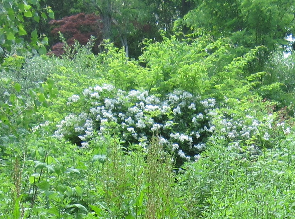 Multiflora Rose Shrub | Go Native Long Island