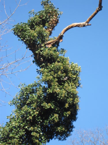 English Ivy | Go Native Long Island