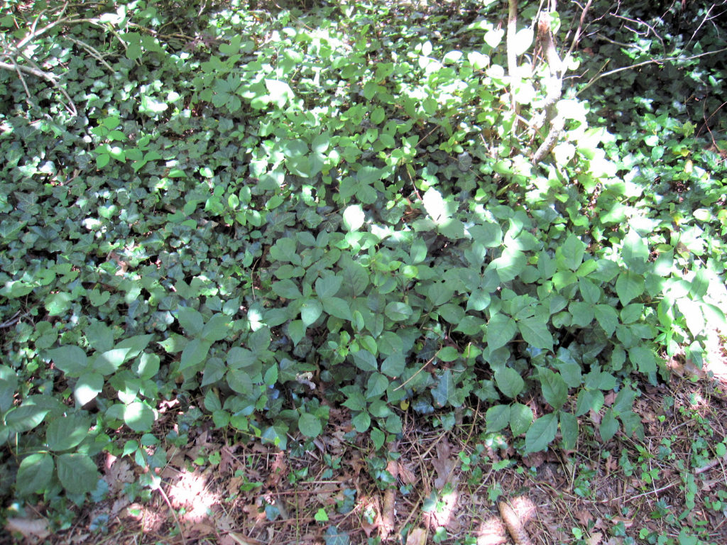 Poison Ivy | Go Native Long Island