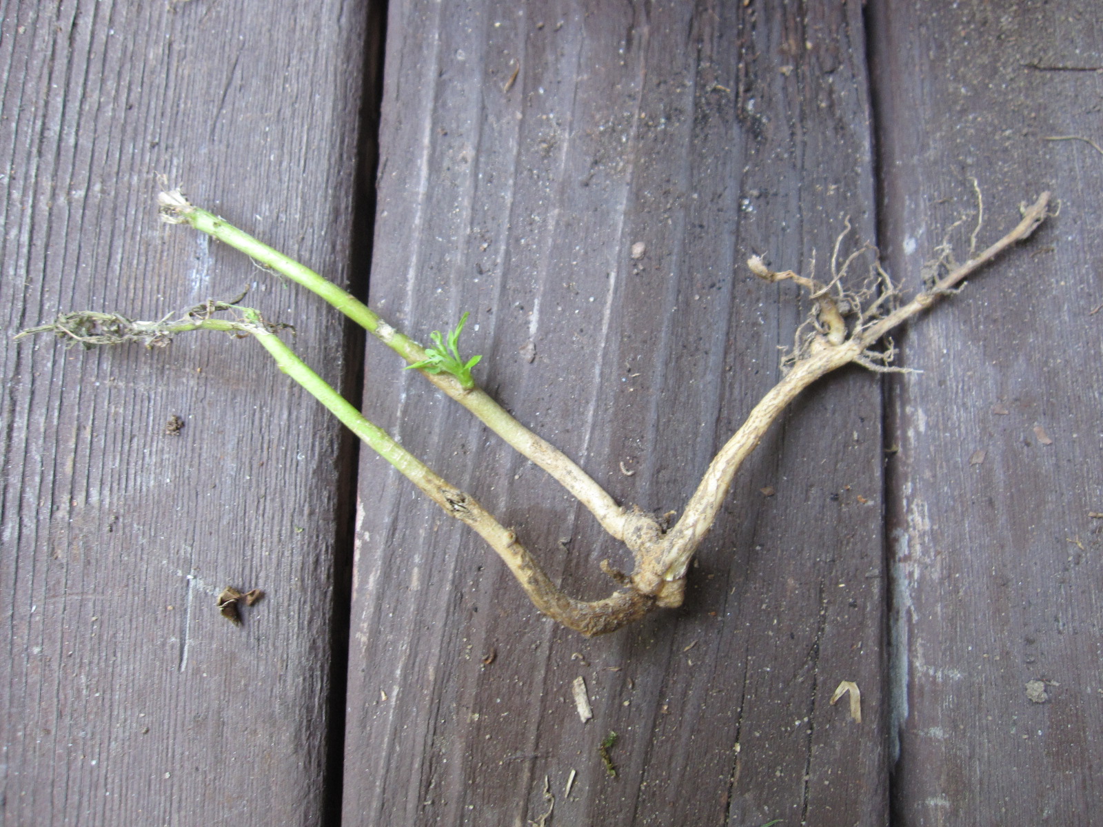 Tree-of-Heaven | Go Native Long Island