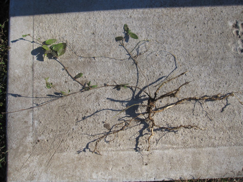 Honeysuckle Vine | Go Native Long Island