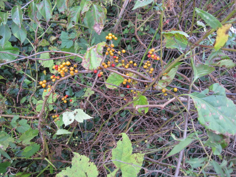 Oriental Bittersweet | Go Native Long Island