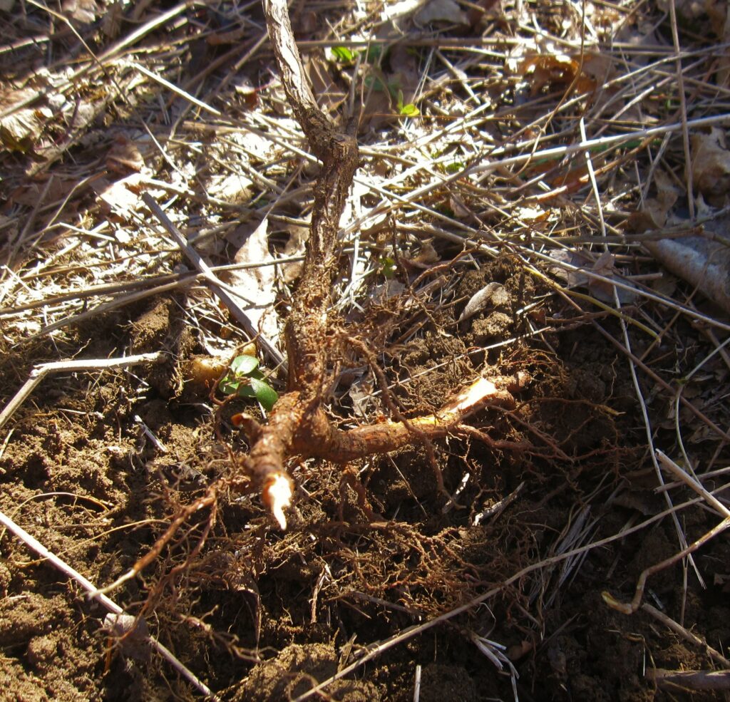 Oriental Bittersweet | Go Native Long Island