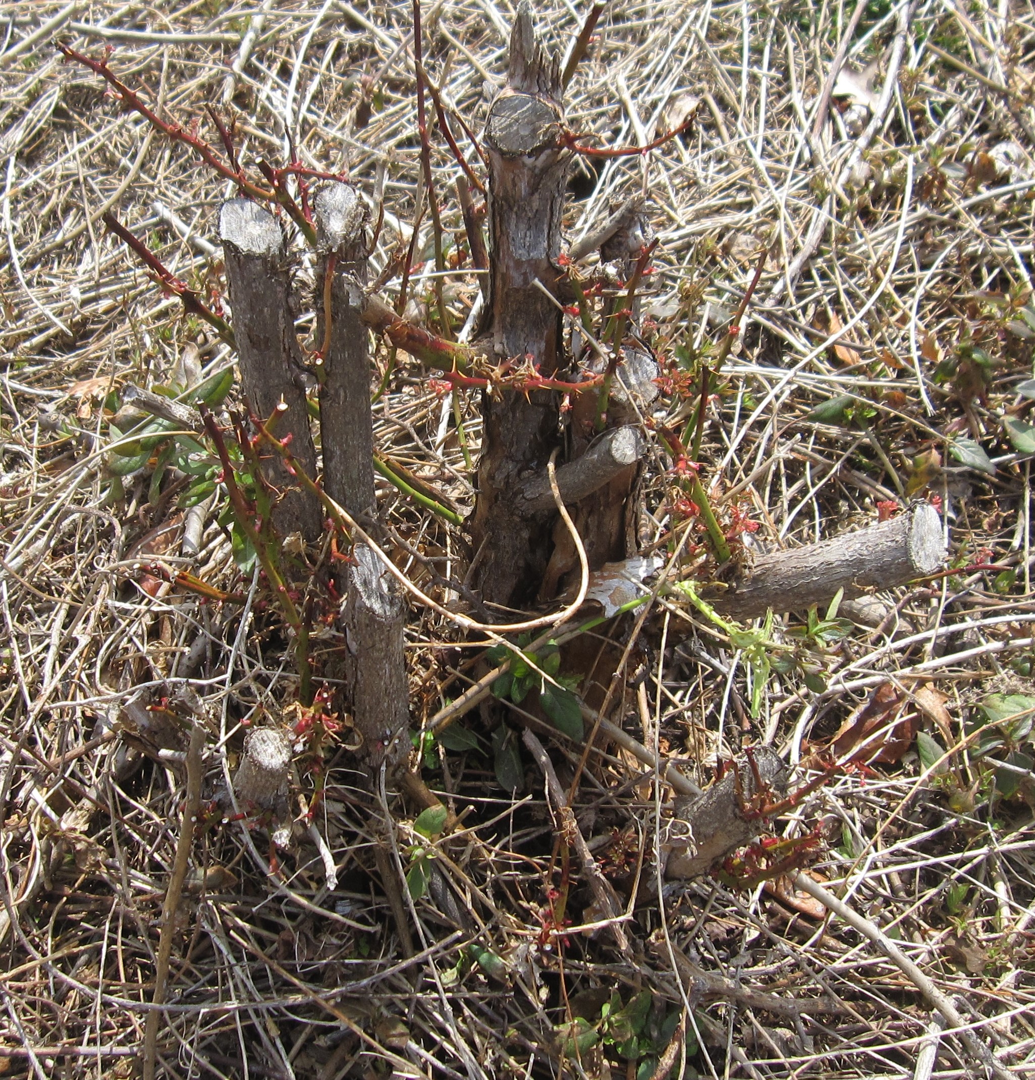 Multiflora Rose Shrub | Go Native Long Island