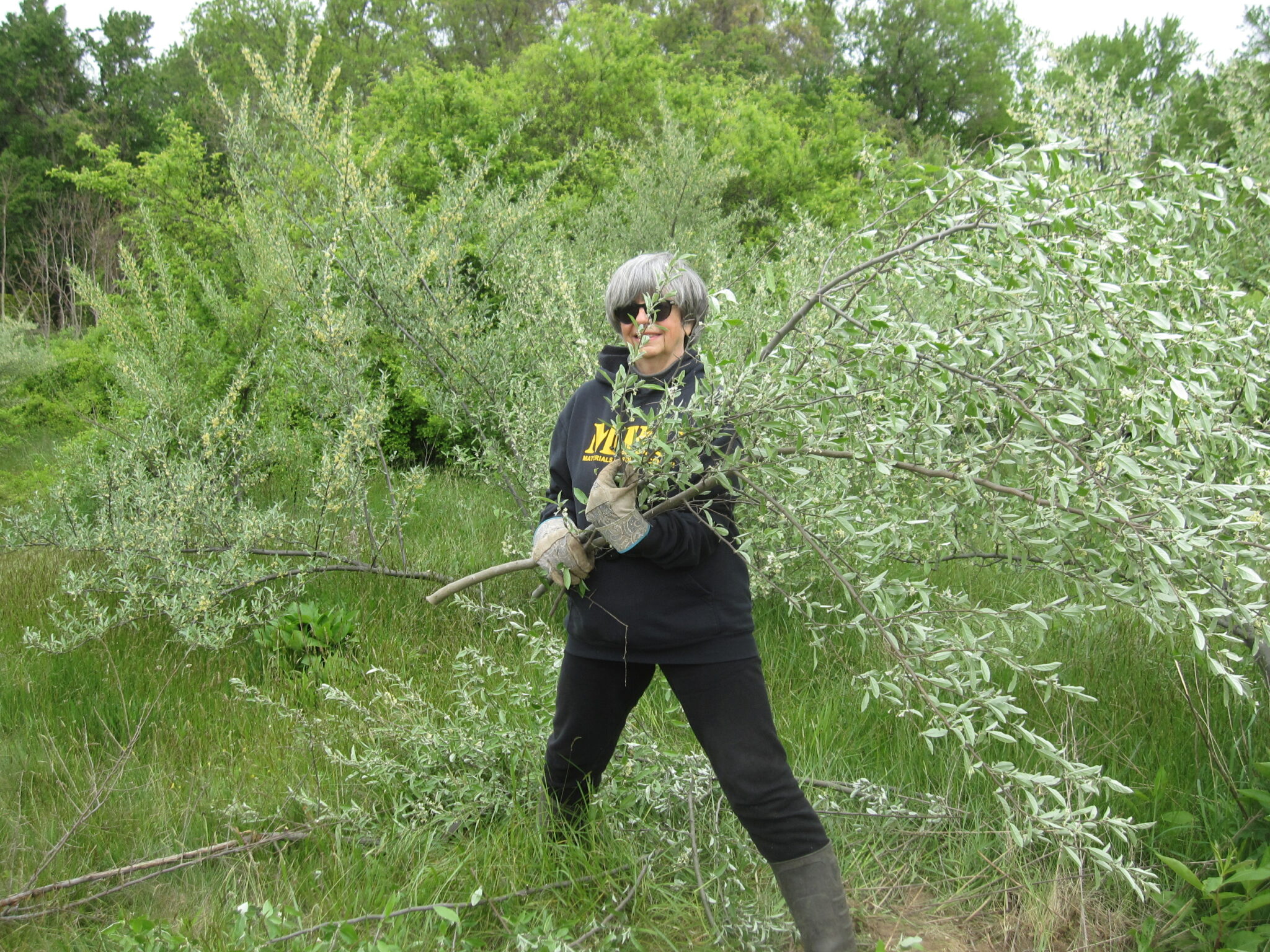 Autumn Olive Shrub | Go Native Long Island