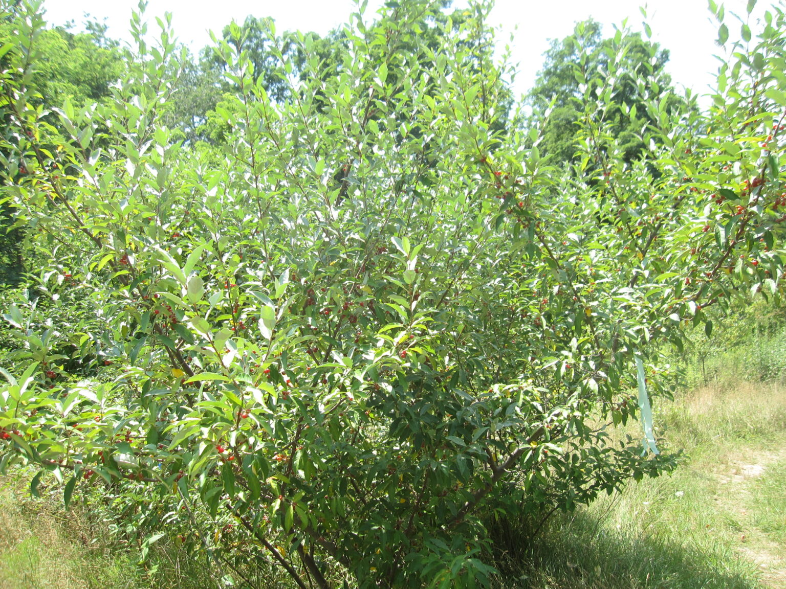 Autumn Olive Shrub | Go Native Long Island