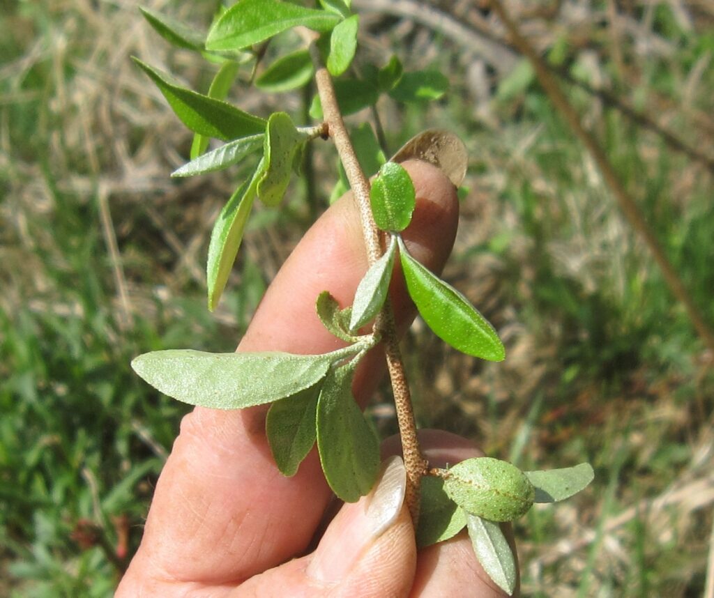 Autumn Olive Shrub | Go Native Long Island
