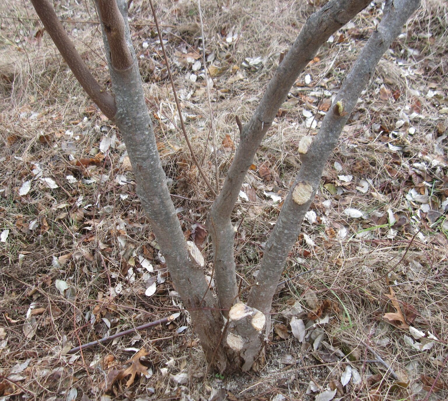 Autumn Olive Shrub | Go Native Long Island
