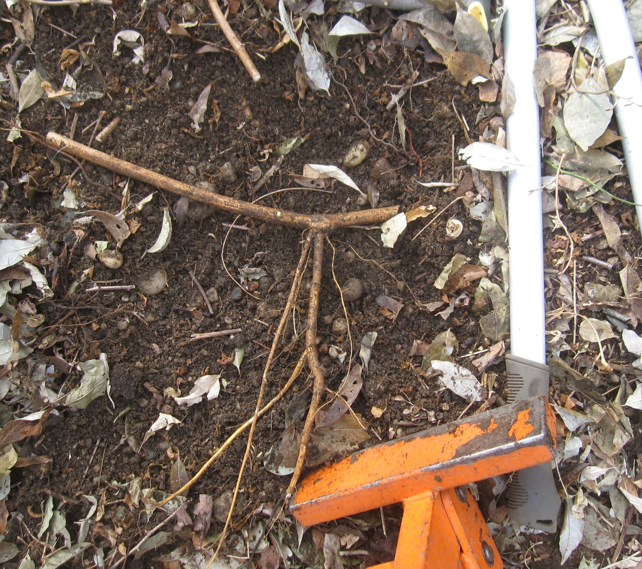 Wisteria | Go Native Long Island