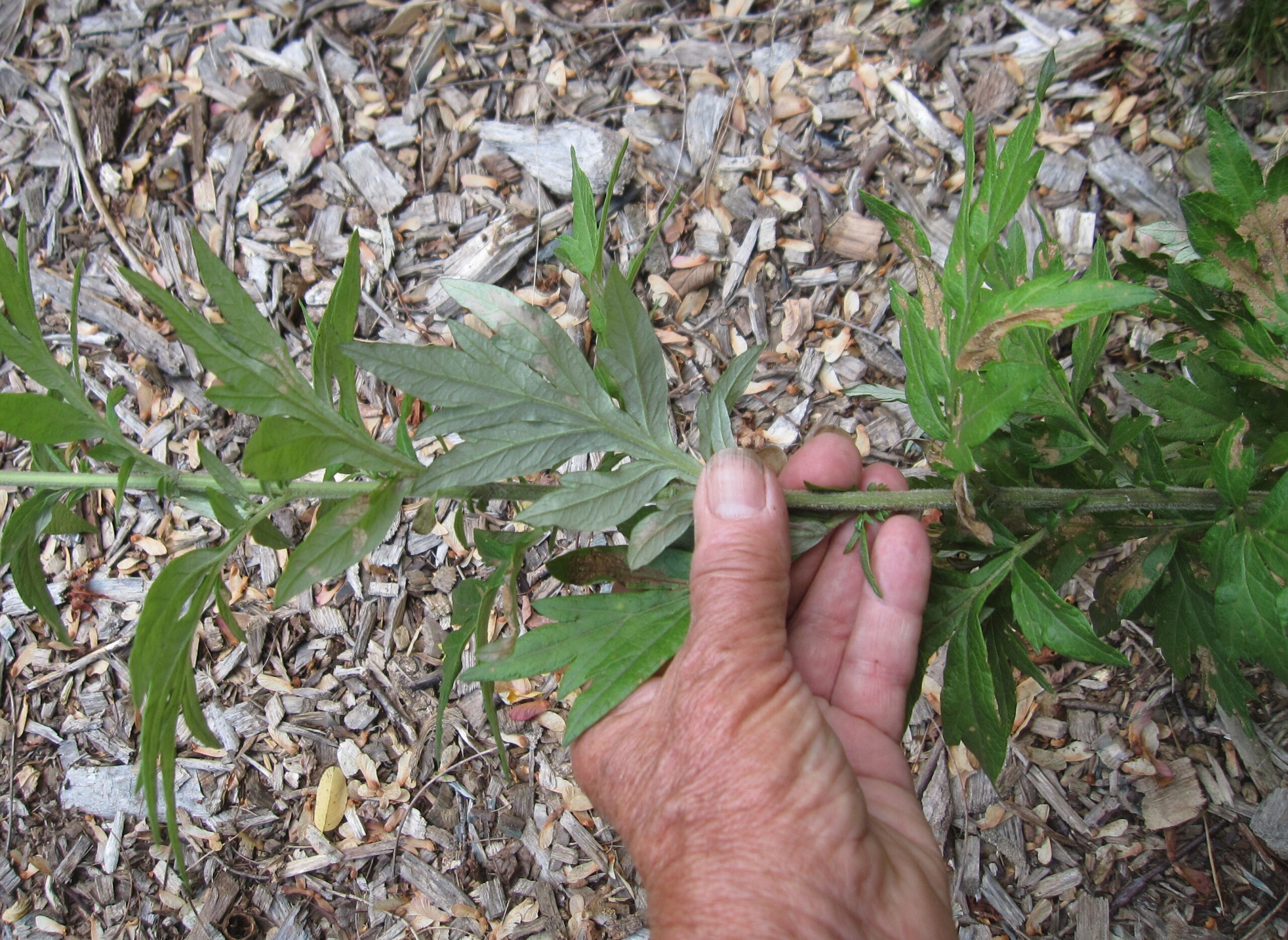 Mugwort | Go Native Long Island