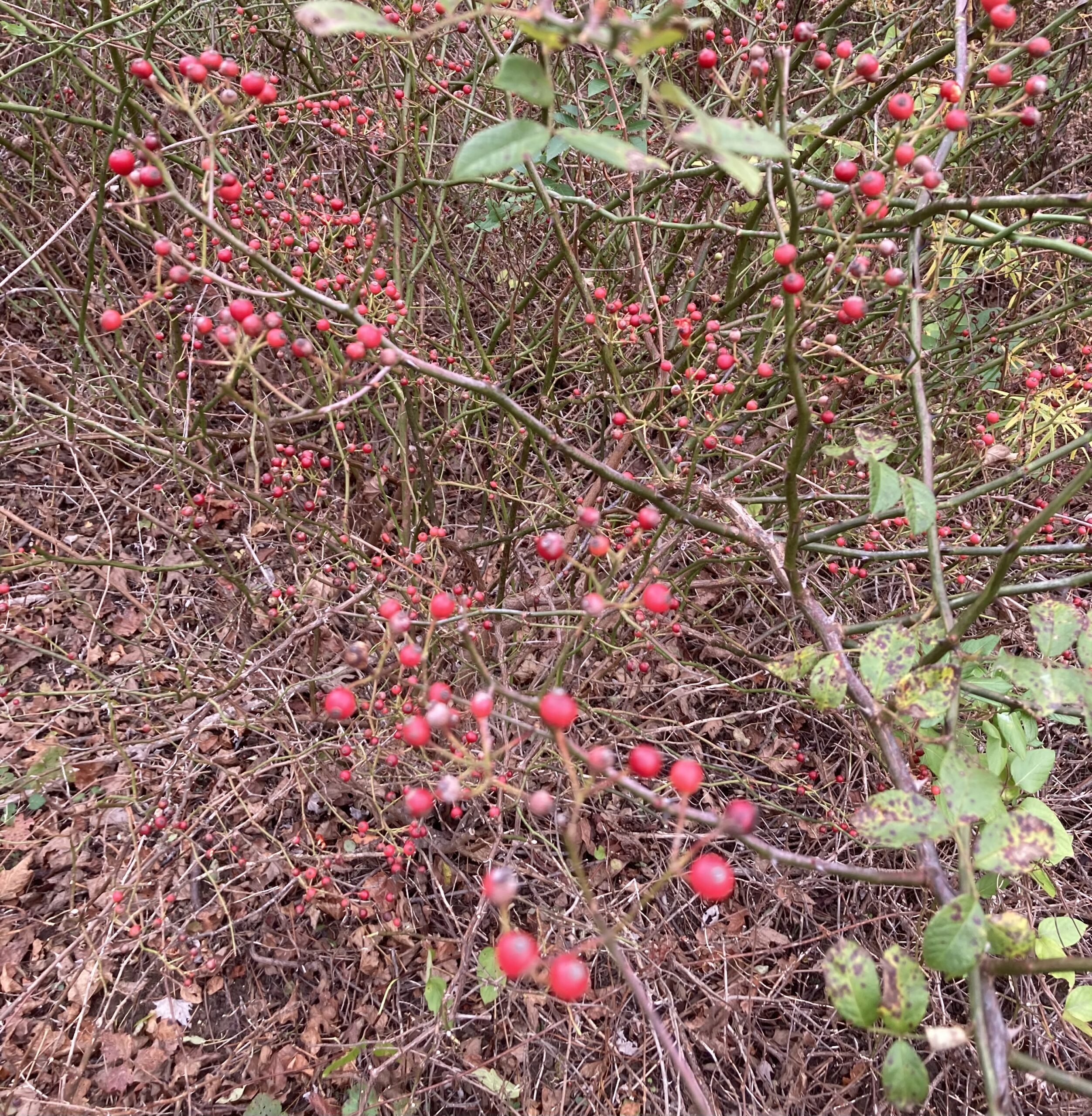 Multiflora Rose Shrub | Go Native Long Island