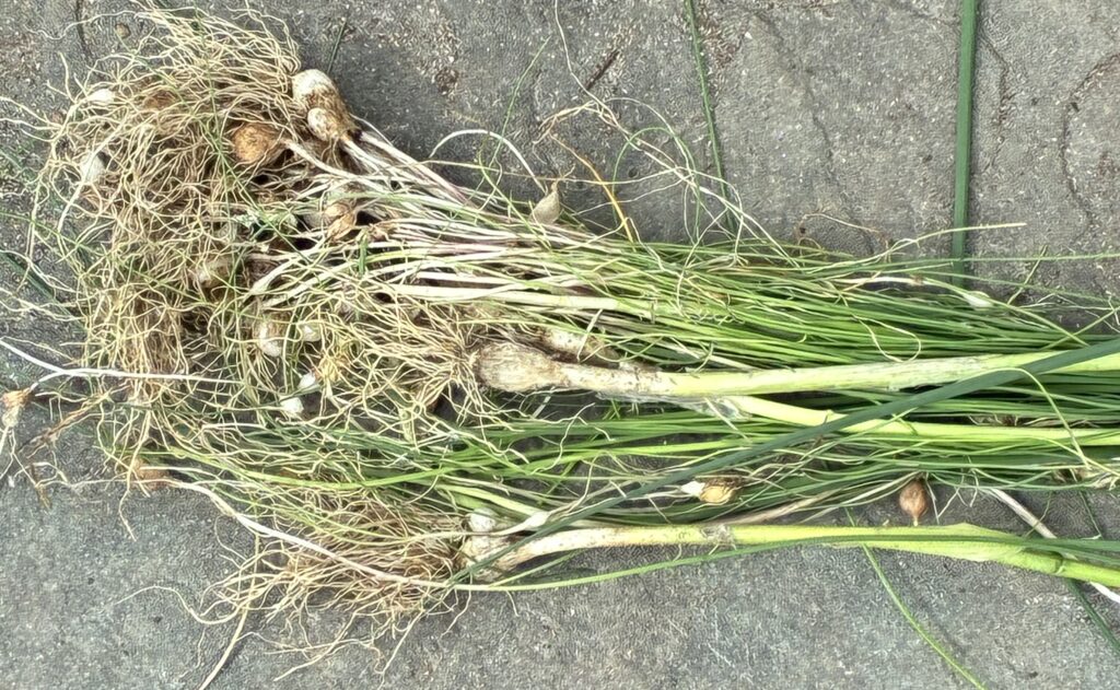 Wild Garlic | Go Native Long Island
